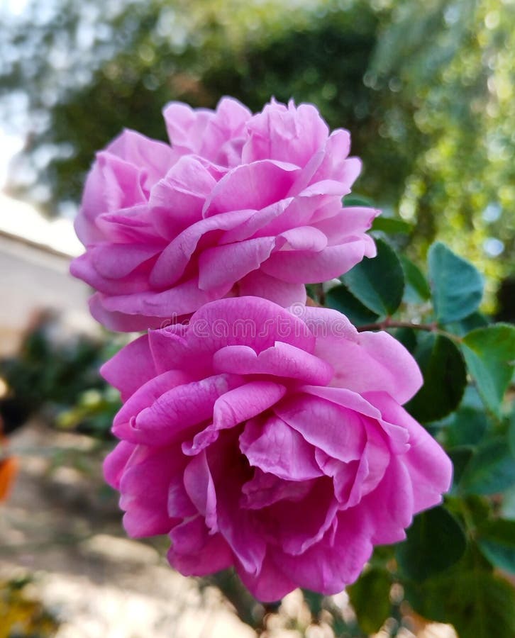 Rose stock photo. Image of rose, pinkrose, plant, roses - 141833964