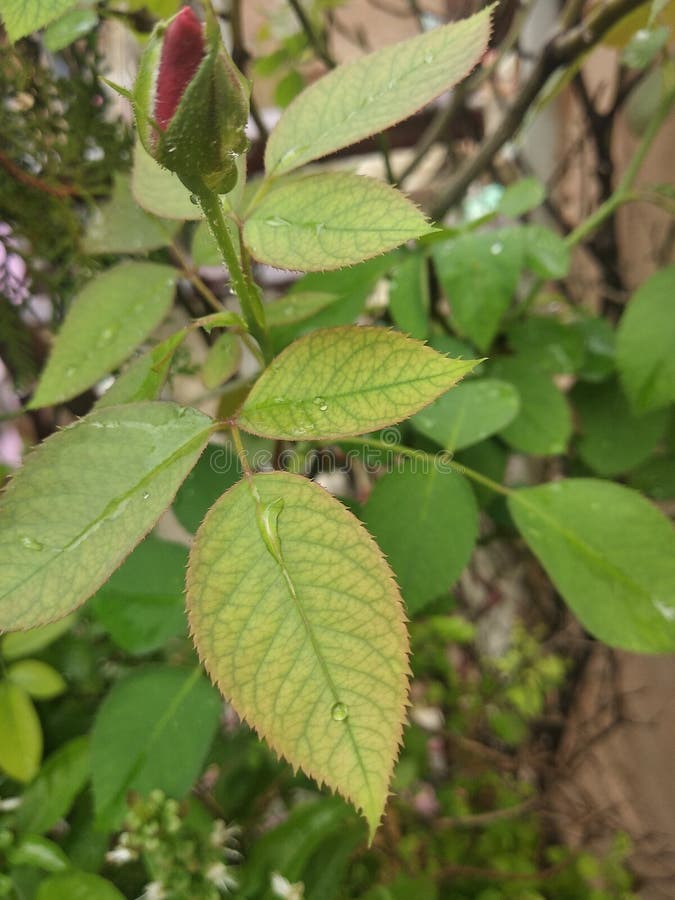Rose plant stock image. Image of rose, tree, plant, rain - 122050909