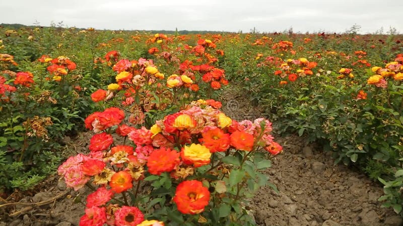 Rose Plantation. Rose Farm. Growing Roses for Seedlings. Stock Footage ...