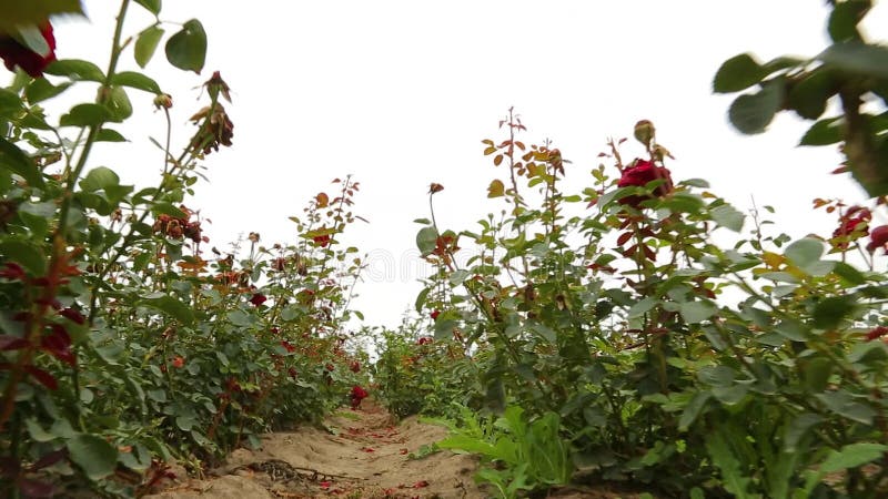 Rose Plantation. Rose Farm. Growing Roses for Seedlings. Stock Footage ...