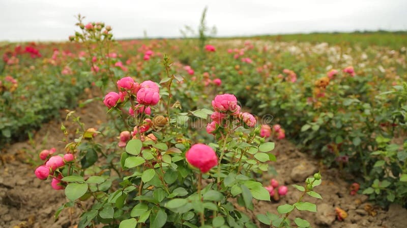 Rose Plantation. Rose Farm. Growing Roses for Seedlings. Stock Video ...