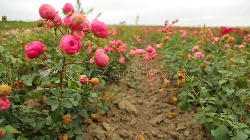 Rose Plantation. Rose Farm. Growing Roses for Seedlings. Stock Footage ...