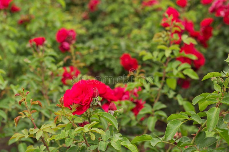 Red Rose Plantation. Growing Flowers. Rose Farm Stock Photo - Image of ...