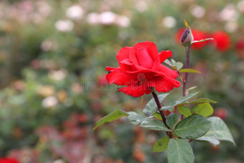 Rose Plantation. Growing Roses for Seedlings. Rose Farm Stock Image ...
