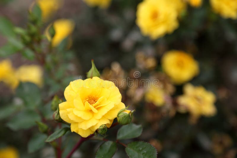 Rose Plantation. Growing Roses for Seedlings Stock Photo - Image of ...