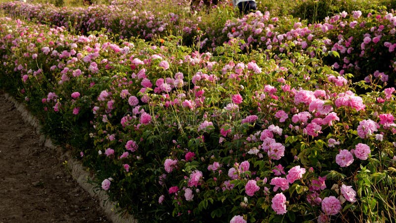 Rose Plantation and Rose Oil Extraction Stock Photo - Image of ...