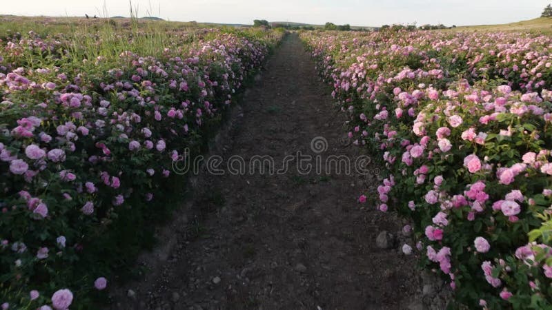 Rose Plantation. Growing Roses for Seedlings Stock Video - Video of ...