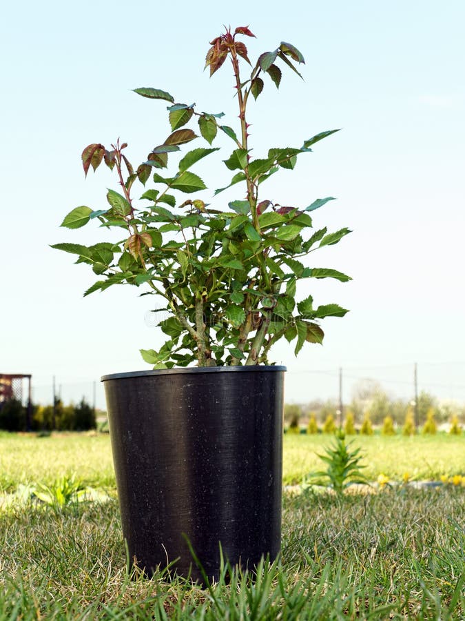 Rose planting stock image. Image of botany, nature, earth - 39568731
