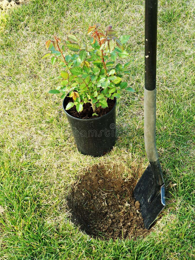 Rose planting stock image. Image of summer, earth, garden - 39569331