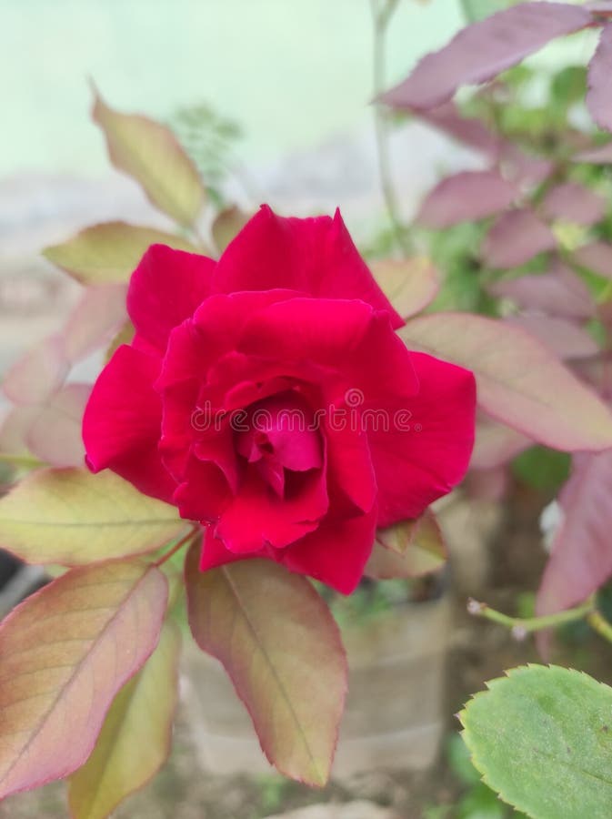 Rose Plants in Front of the House Stock Photo - Image of pink, house ...