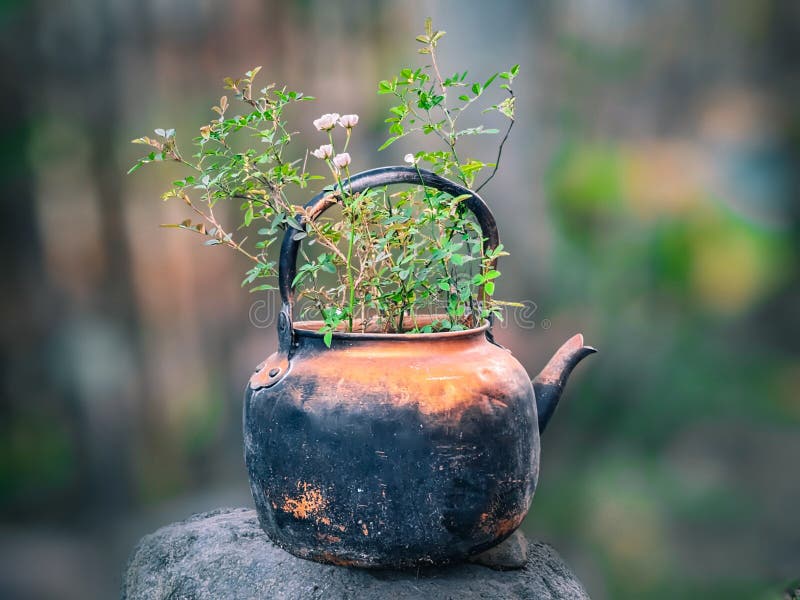Rose Plants Growing in Kettle Stock Image - Image of iron, kettle ...