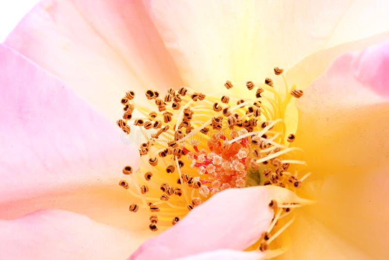 Flower reproduction centre stock photo. Image of focus - 10689984