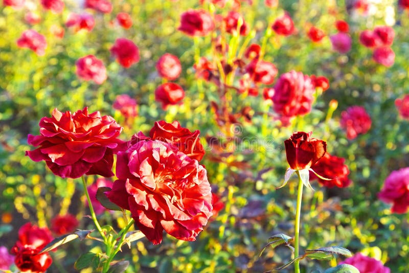 Rose Polynesian Sunset stock photo. Image of blooming - 98093390