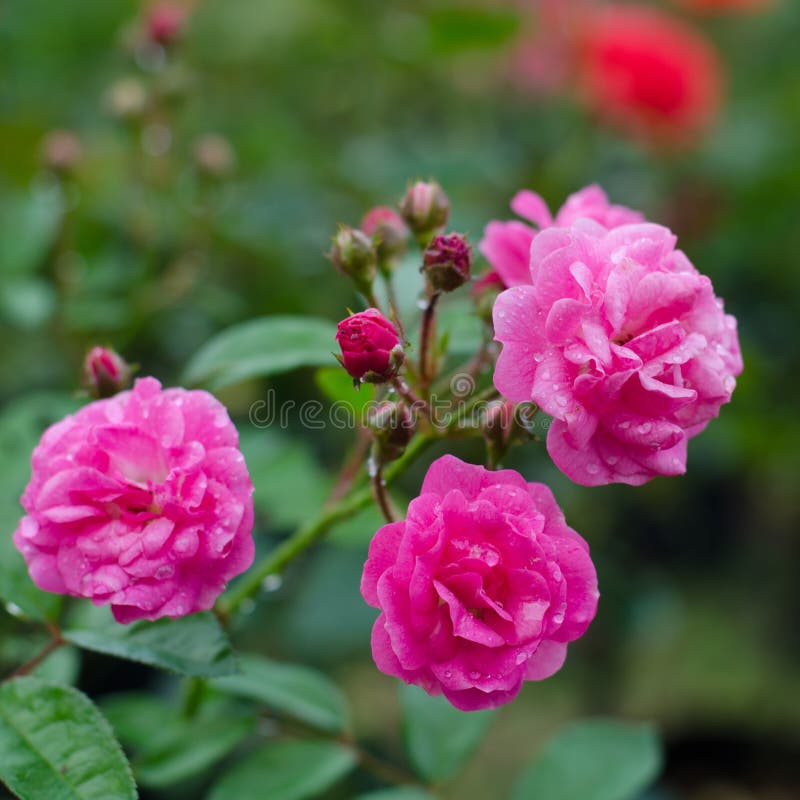 Rose pompon image stock. Image du simple, studio, porcelaine - 29698699