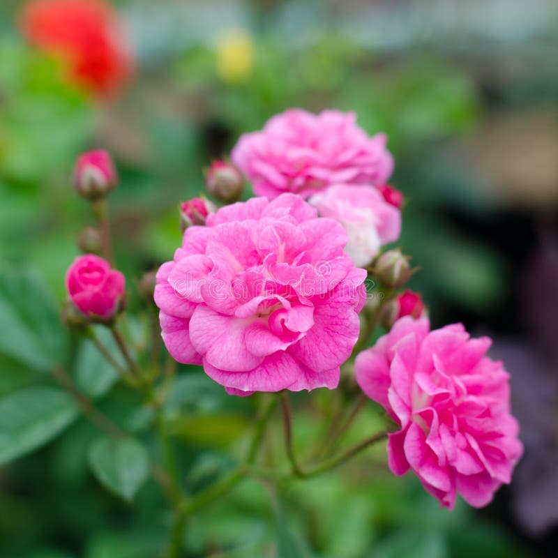 Rose pompon image stock. Image du simple, studio, porcelaine - 29698699