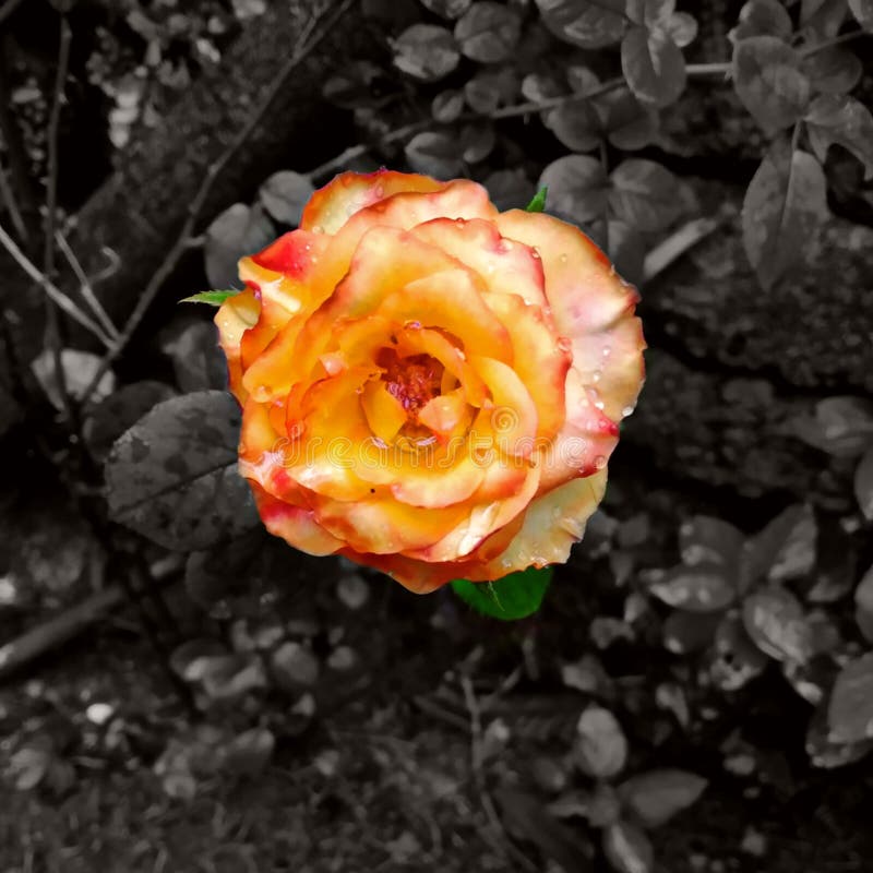 Rose pop up color editing stock image. Image of editing - 211797299