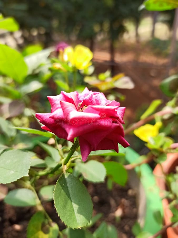 Rose portrait stock photo. Image of plants, flower, rose - 163516086
