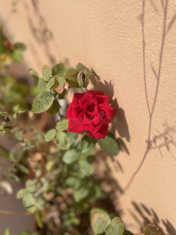 Rose stock photo. Image of bouquet, green, pink, leaf - 264784234