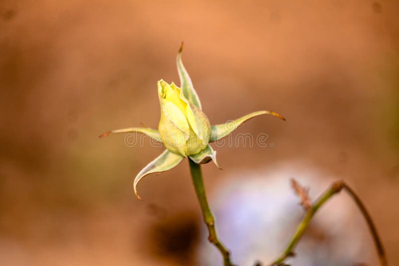 Rose portrait stock photo. Image of outdoor, growing - 96854372