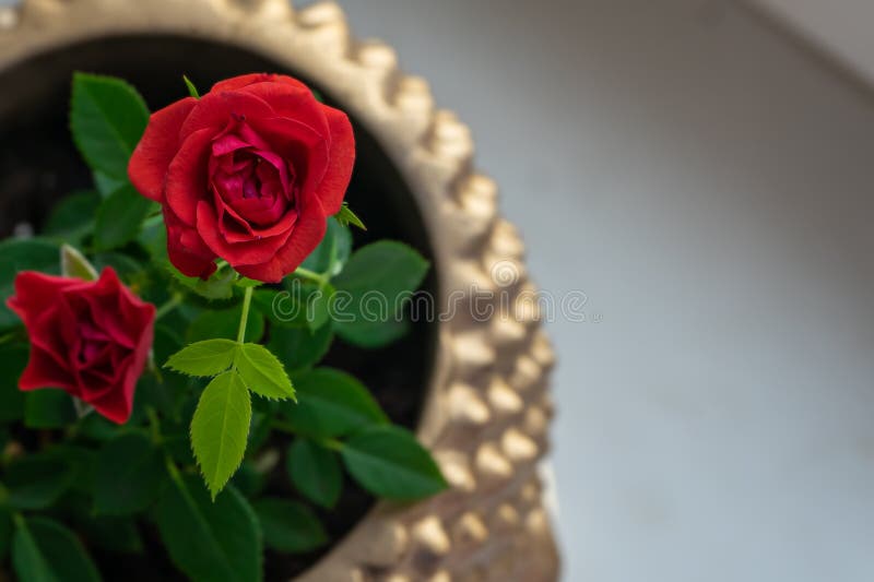 Rose in a pot top view stock image. Image of beautiful - 199147569
