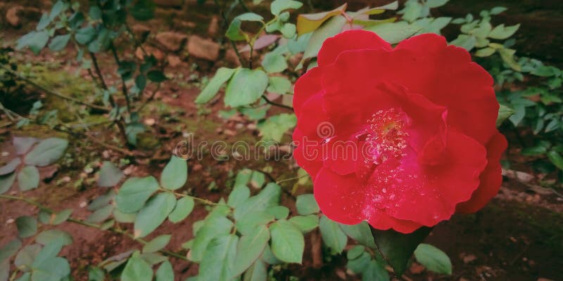Rose Potrait stock photo. Image of flower, color, rose - 142572726