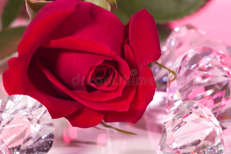 Rose Present with a Surprise Stock Image - Image of gorgeous, necklace ...
