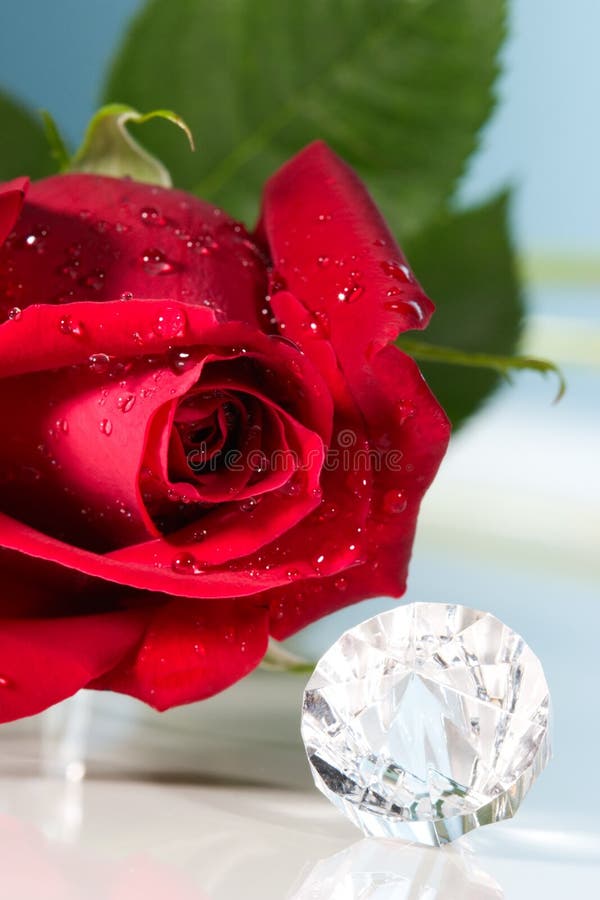 Rose Present with a Surprise Stock Photo - Image of roses, blooms: 4127870