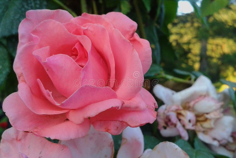 Rose stock photo. Image of vsco, summer, pink, perfect - 74321184