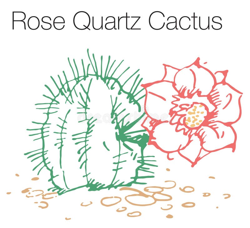Rose Quartz Cactus Hand Drawn Vector Illustration Stock Vector ...