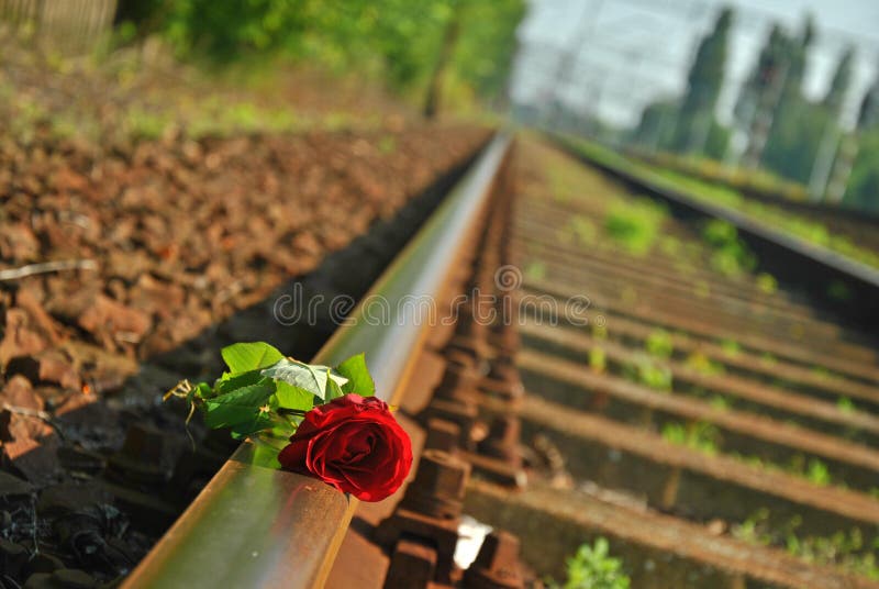 Red Rose on Railroad Tracks 2 Stock Photo - Image of solitary, close ...