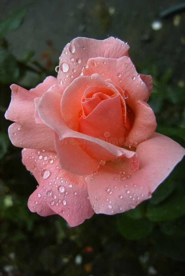 Rose in the rain stock image. Image of nature, moisture, rose - 1599