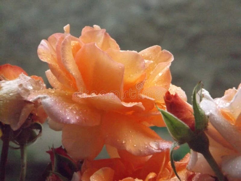 Rose in the Rain stock photo. Image of weather, nature - 261441088