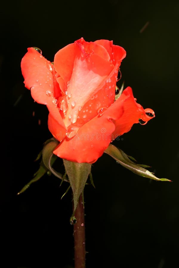 Rose and Rain Drops stock image. Image of plant, soft - 11462979