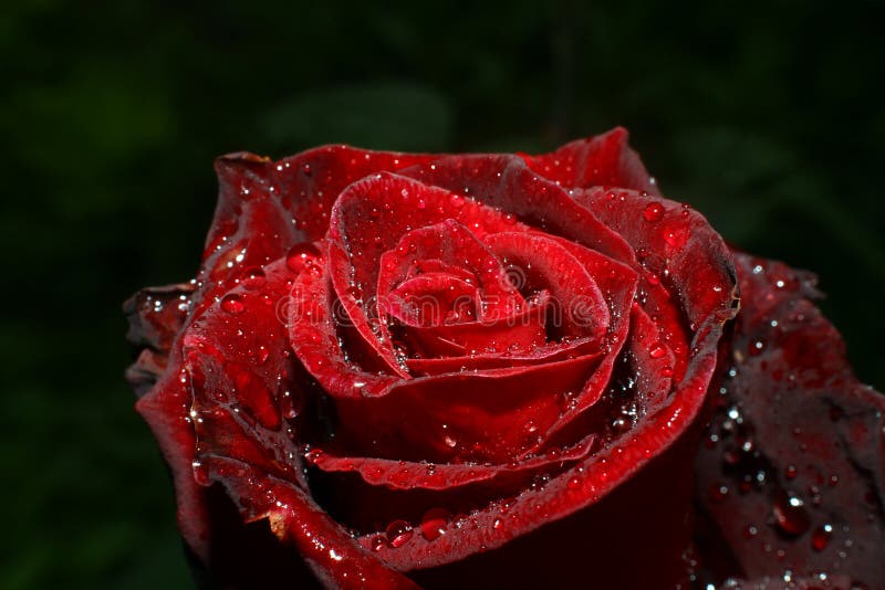 Rose in the rain stock image. Image of nature, moisture, rose - 1599