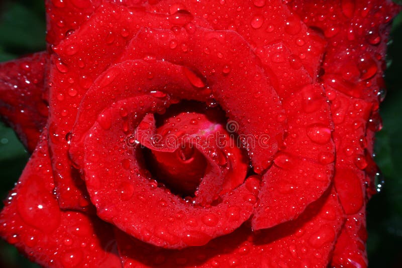 Rose in the rain stock image. Image of nature, moisture, rose - 1599
