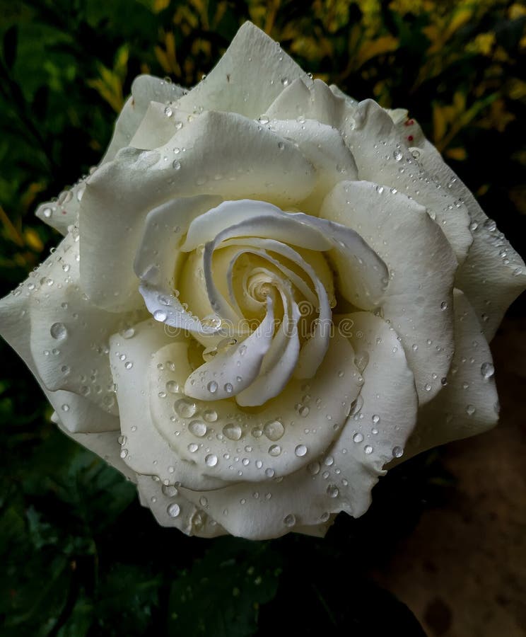 Rose after rain stock image. Image of rose, drops, love - 91511181