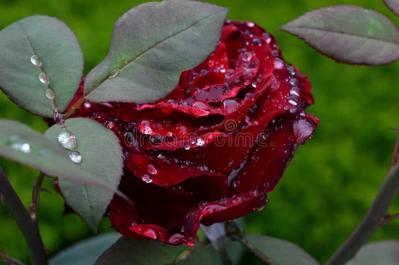 Rose and rain drops stock photo. Image of rain, flower - 153203496