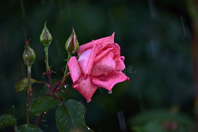 Rose in the rain stock image. Image of moisture, cool - 119657229