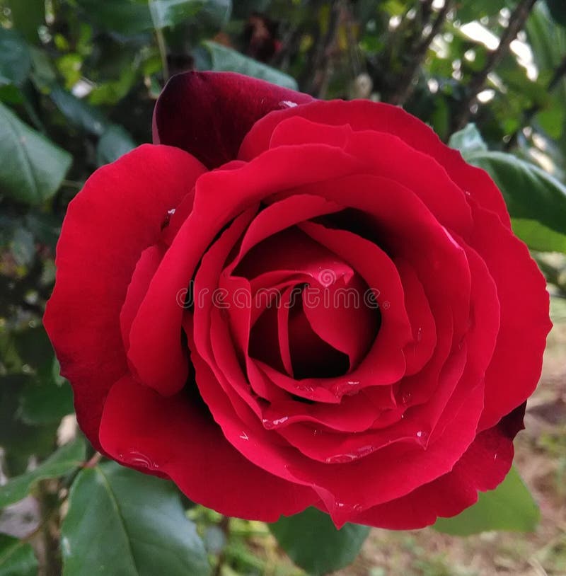 Rose after Rain Natural Red Stock Image - Image of passion, flowers ...