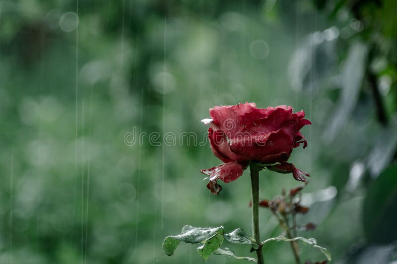 Rose in the Rain stock image. Image of beauty, close - 83456391