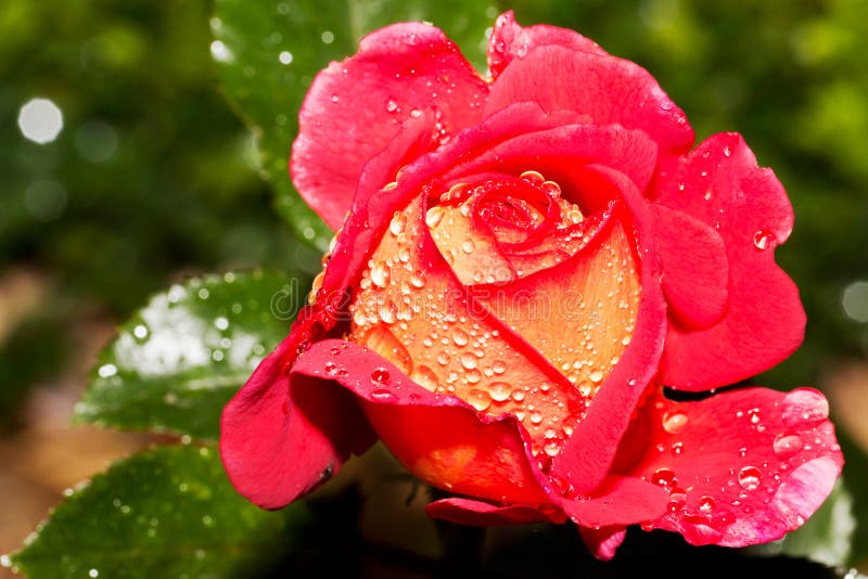Red rose with raindrops stock photo. Image of closeup - 85454426