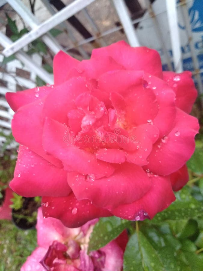 Red rose with raindrops stock photo. Image of closeup - 85454426