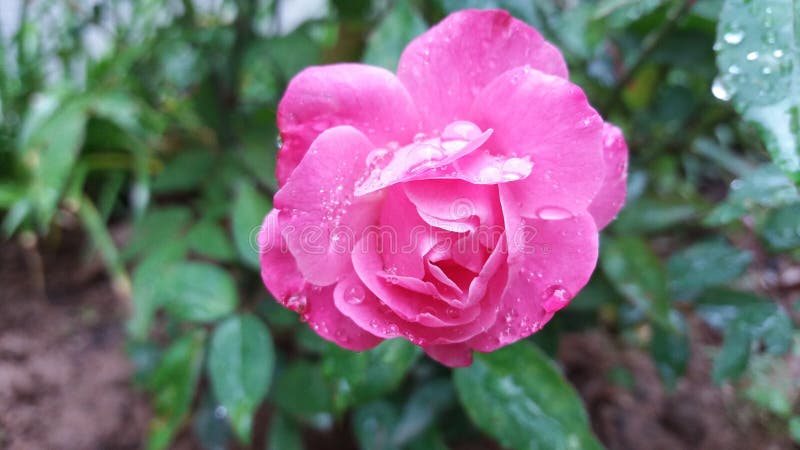 Rose in the rainy day stock photo. Image of garden, rainy - 171992402