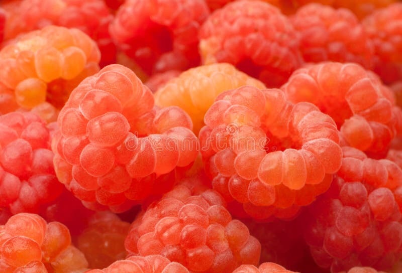 Rose raspberry background stock photo. Image of macro - 76923936