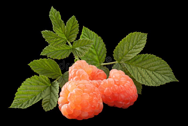 Rose Raspberry Fruit on Black Stock Photo - Image of rose, green: 78241008