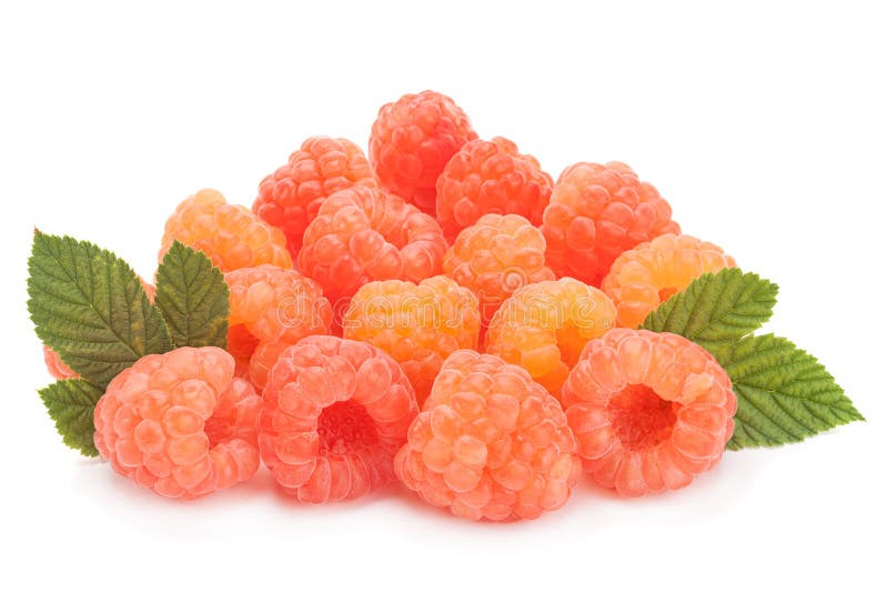 Rose raspberry on white stock photo. Image of healthy - 78064974