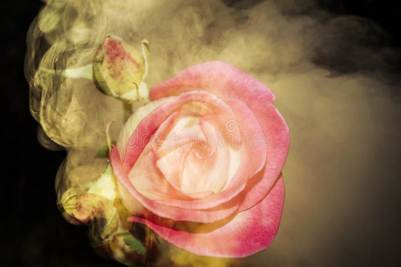Rose mit Rauche stockbild. Bild von brennen, schön, brand - 24122907