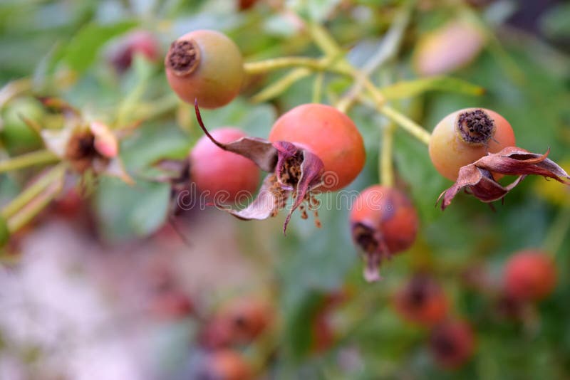 Rose red berries stock image. Image of small, vegetable - 77878141
