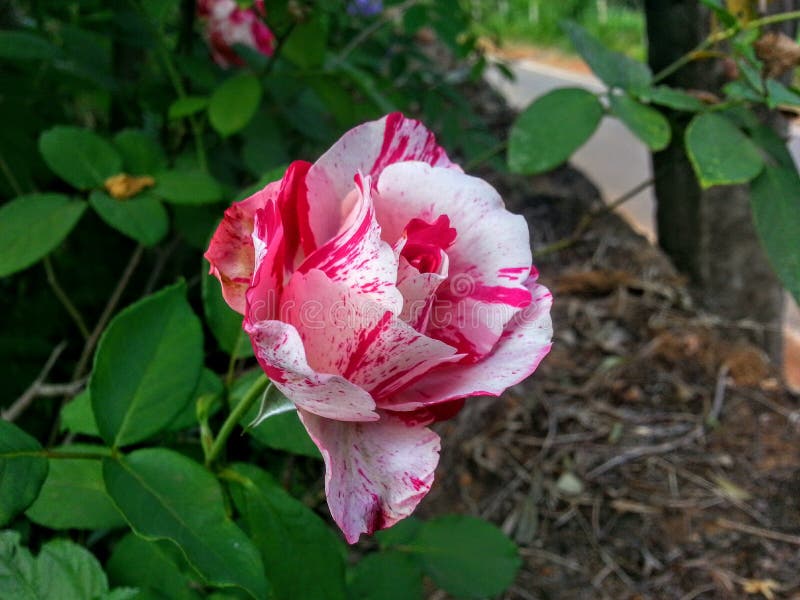 Bi Color Rare Srilankan Stock Photos - Free & Royalty-Free Stock Photos ...