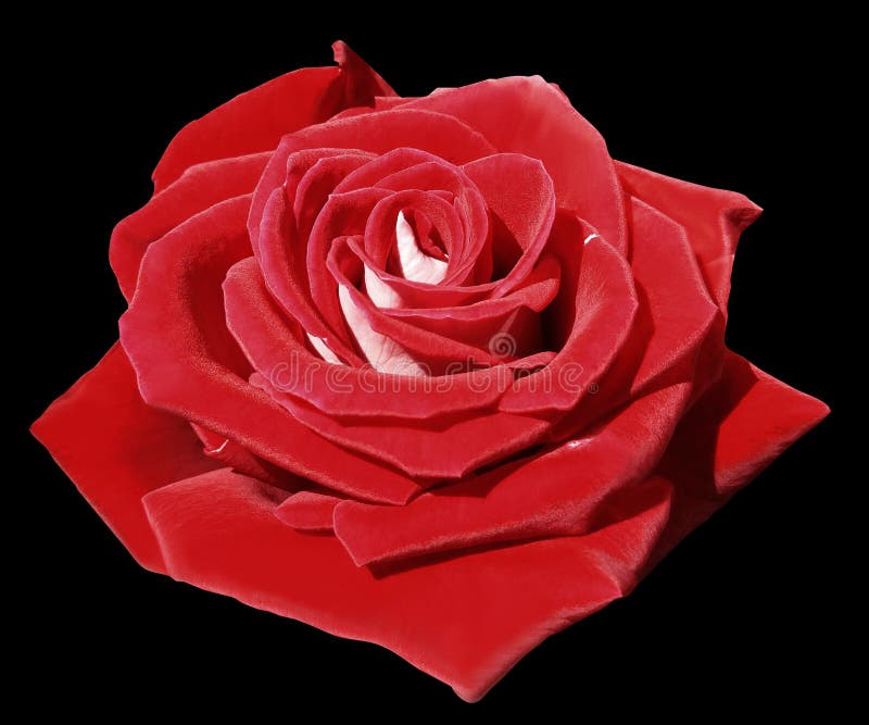 Rose Red on the Black Isolated Background with Clipping Path. Closeup ...